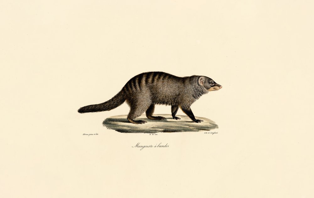Banded Mongoose by Jacques Christophe Werner
