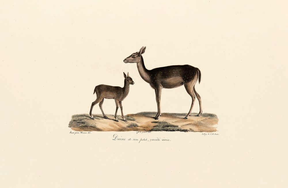 Black Fallow Doe with Fawn by Jacques Christophe Werner