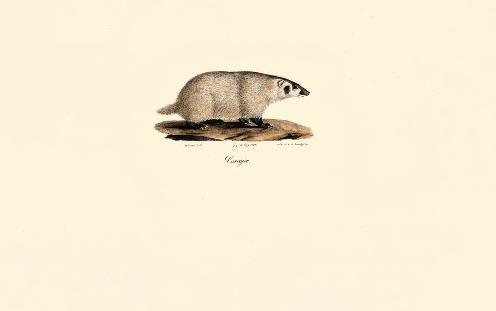 Coati by Jacques Christophe Werner: Buy fine art print