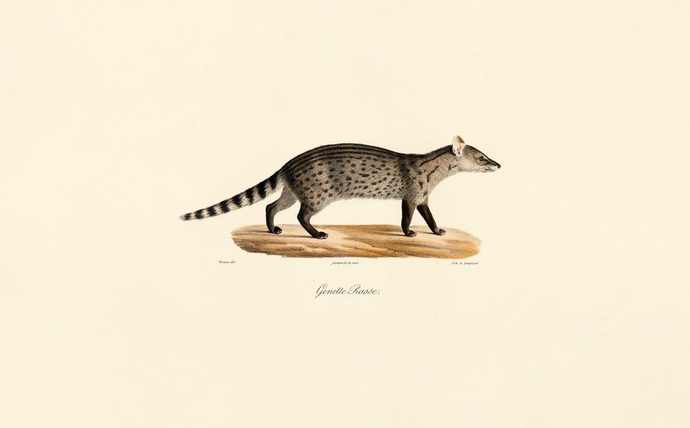 Common Genet by Jacques Christophe Werner: Fine art print