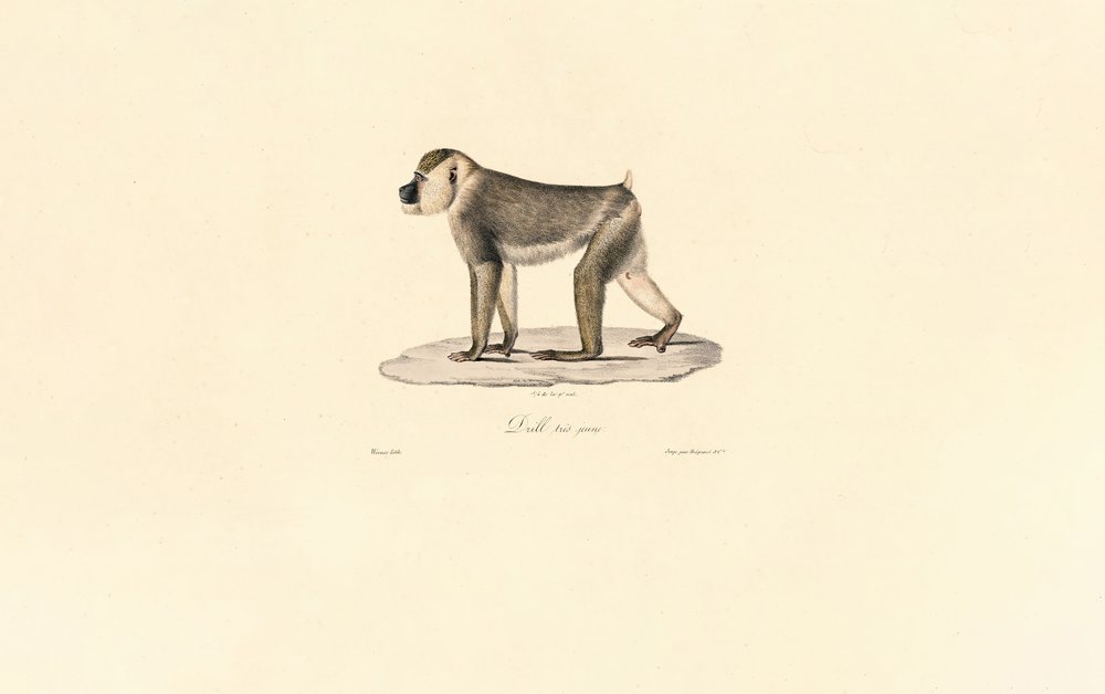 Olive Baboon by Jacques Christophe Werner: Fine art print