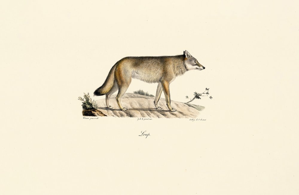 Wolf by Jacques Christophe Werner: Buy fine art print