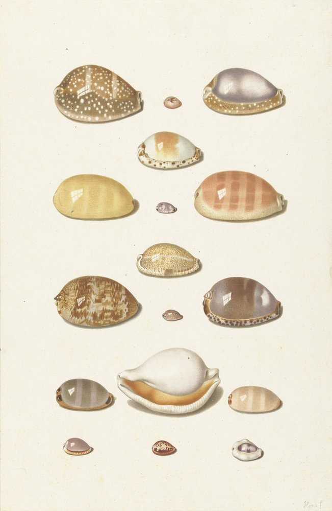 Cowry Shells by Johann Gustav Hoch: Buy fine art print