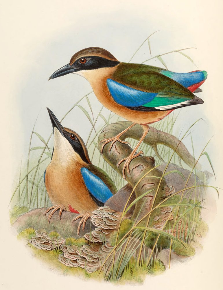 Mangrove Pitta Bird