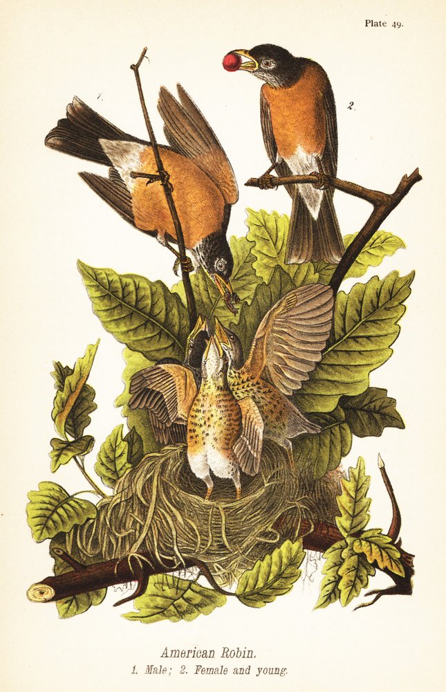 American Robin Illustration
