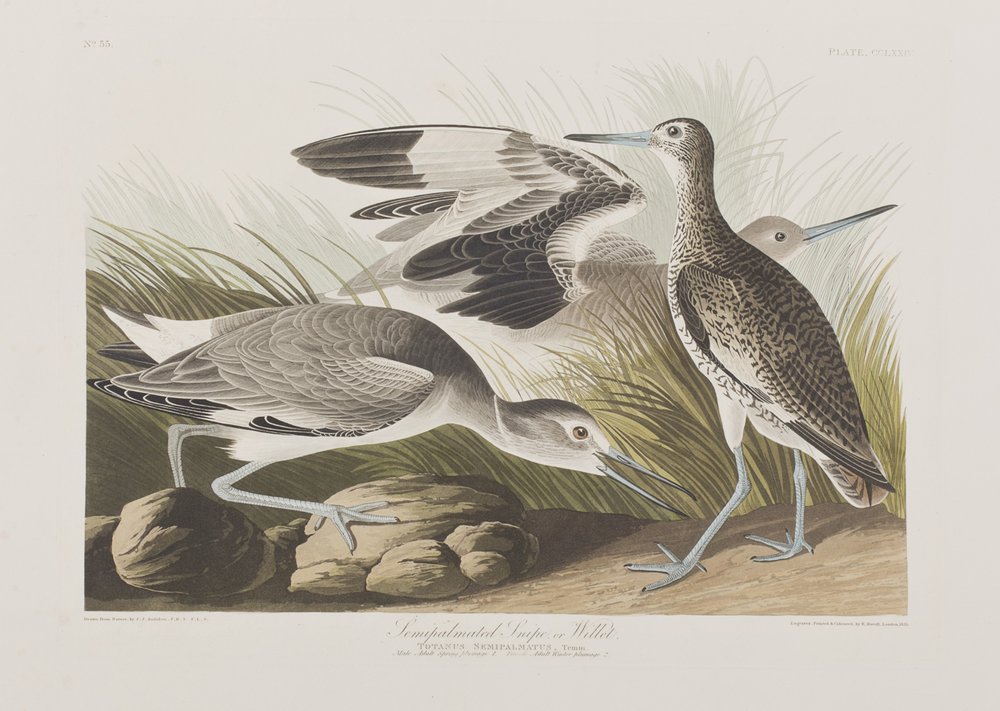 Illustration from 'Birds of America' by John James Audubon