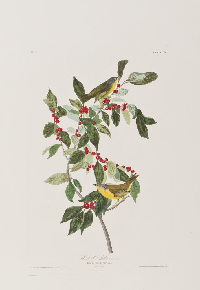 Illustration from 'Birds of America' by John James Audubon
