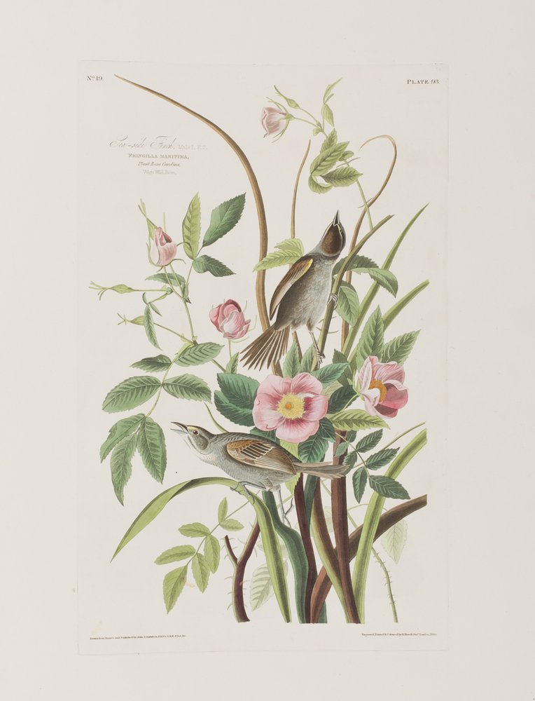 Illustration from 'Birds of America' by John James Audubon