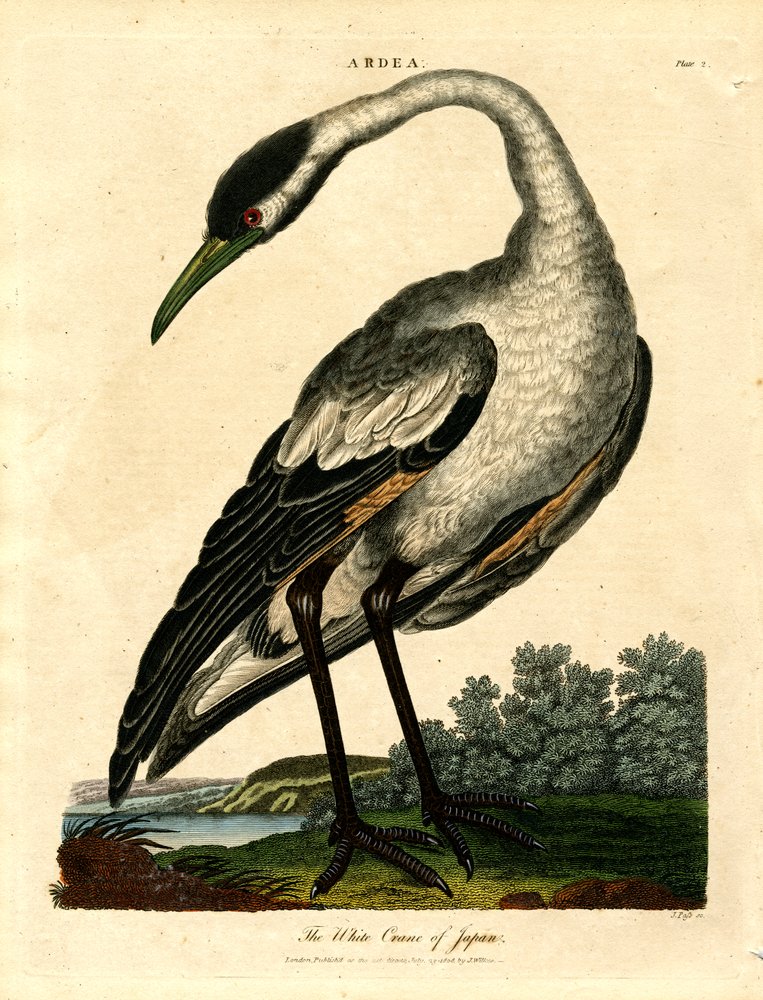 The White Crane of Japan by John Pass: Buy fine art print