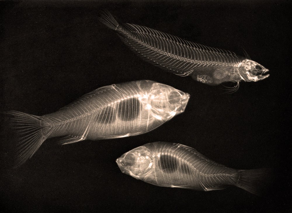 X-ray Study of Two Goldfish and a Saltwater Fish