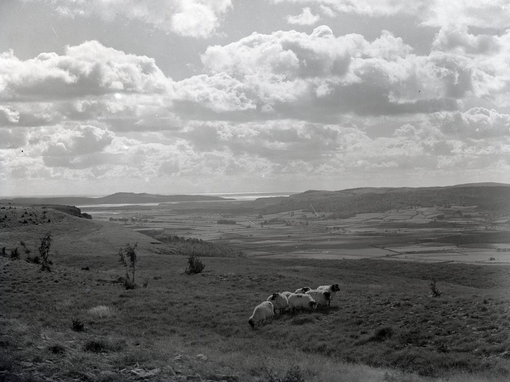 A small flock of horned sheep at Scout Scar