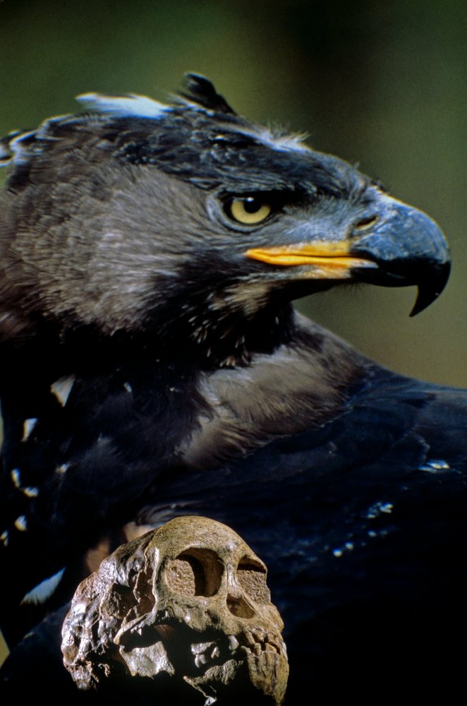 The Taung child skull with the image of a modern African crowned eagle