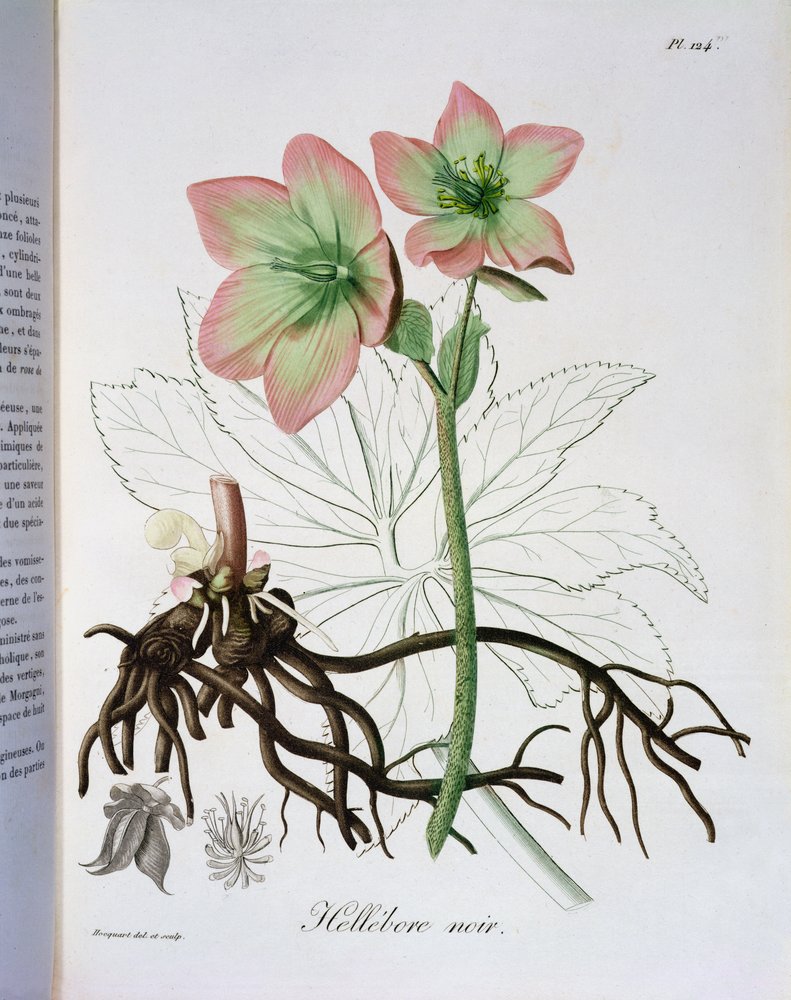 Helleborus Niger from 'Phytographie Medicale' by Joseph Roques ...
