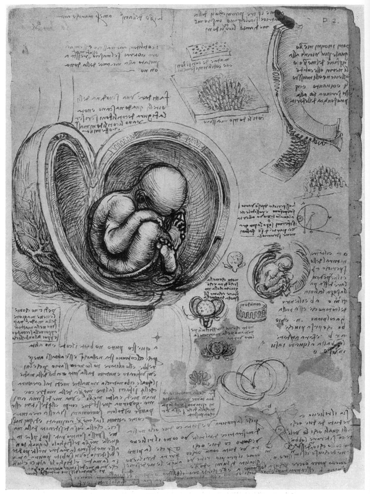 leonardo womb