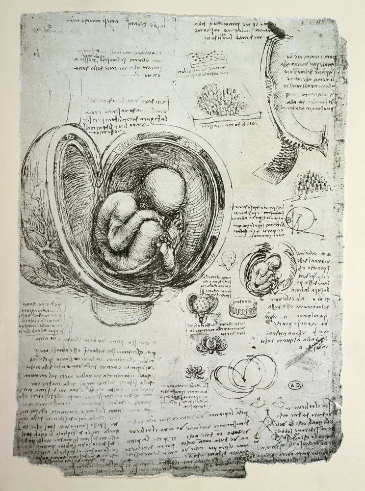 The Human Foetus in the Womb, facsimile copy