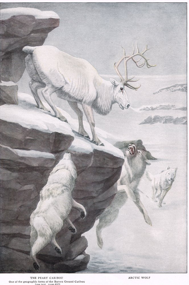 The Peary Caribou by Louis Agassiz Fuertes: Fine art print