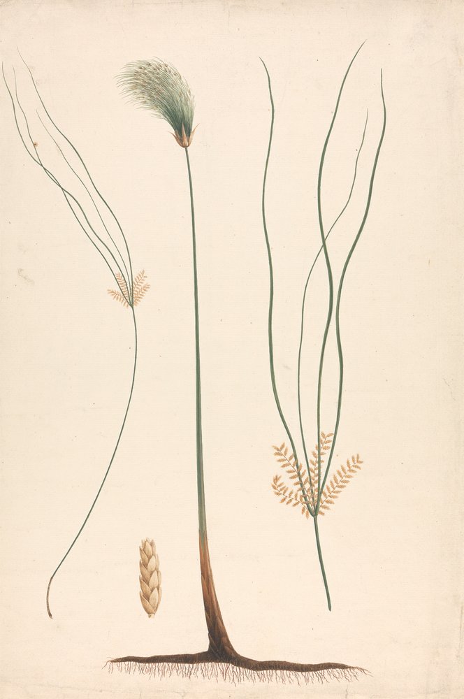Cyperus papyrus L. (Papyrus Sedge): finished drawing of steam and ...