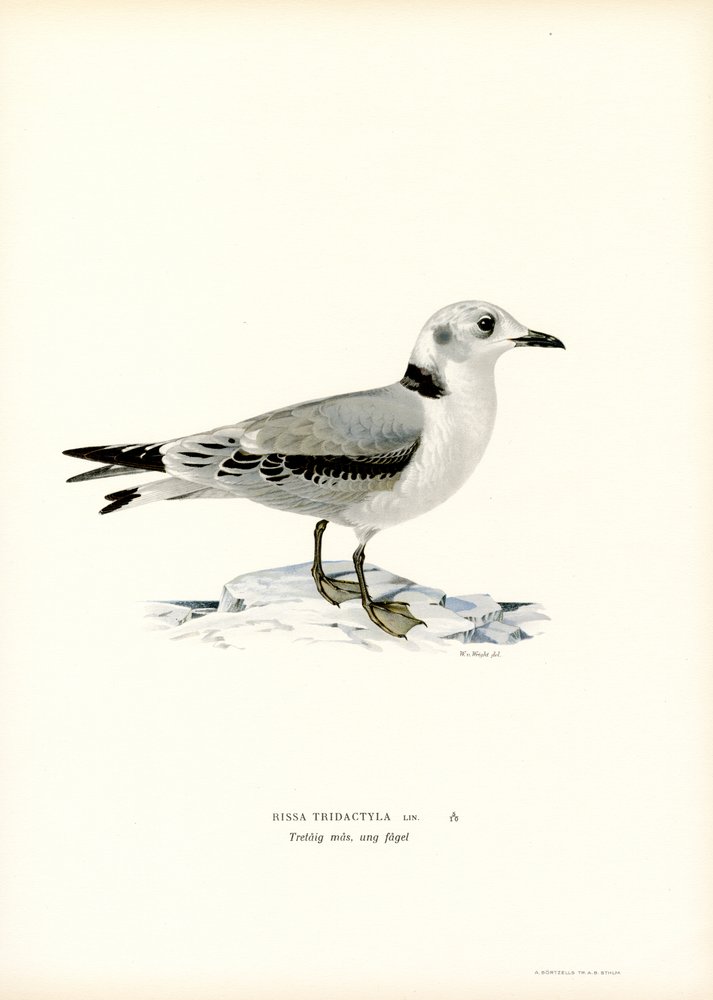kittiwake