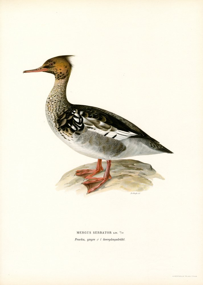 Red-breasted Merganser