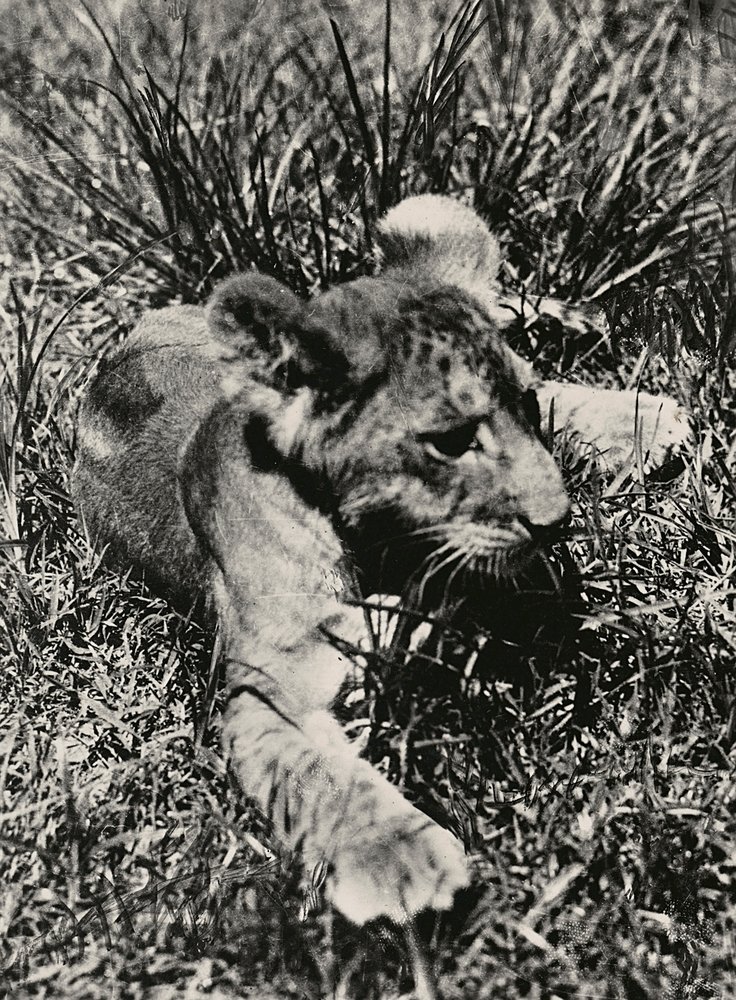 Building an Empire in the Fascist age: an example of a young lion