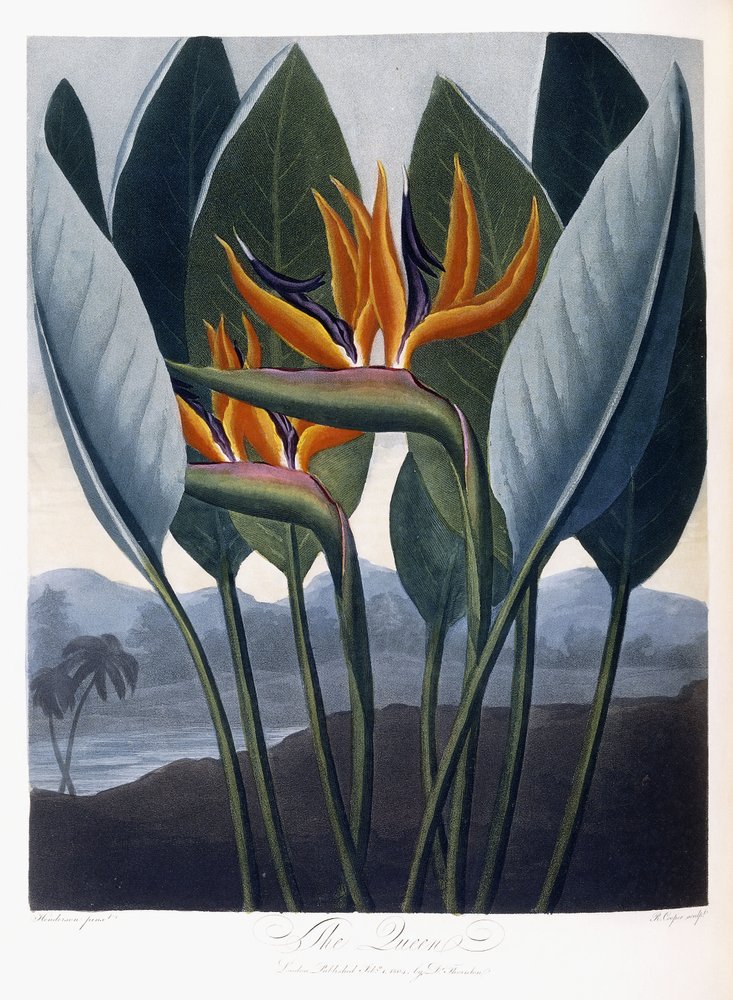 The Queen by Peter Charles Henderson: Buy fine art print