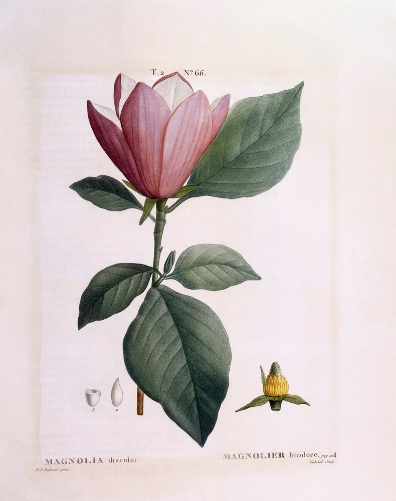 Magnolia (Magnolia discolour) by Pierre-Joseph Redouté