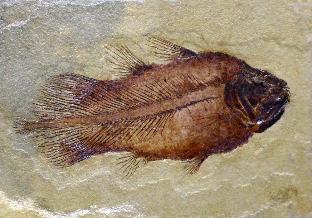 coelacanth prehistoric