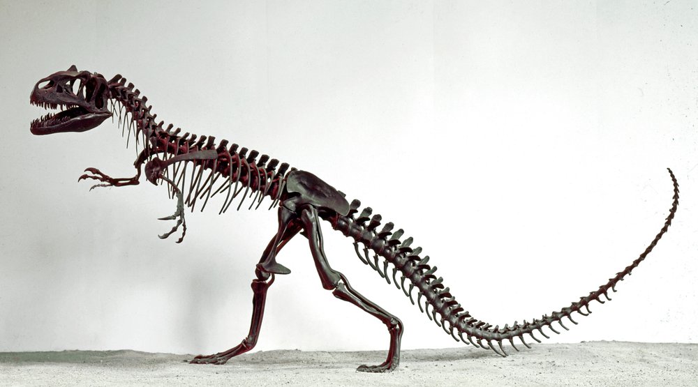 allosaurus skeleton side view