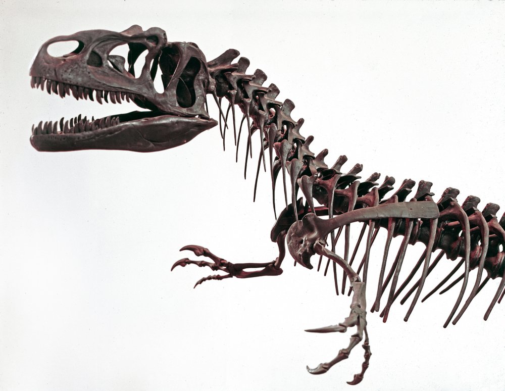 halisaurus skeleton