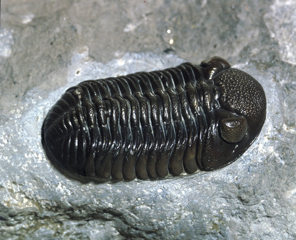 fossil arthropod