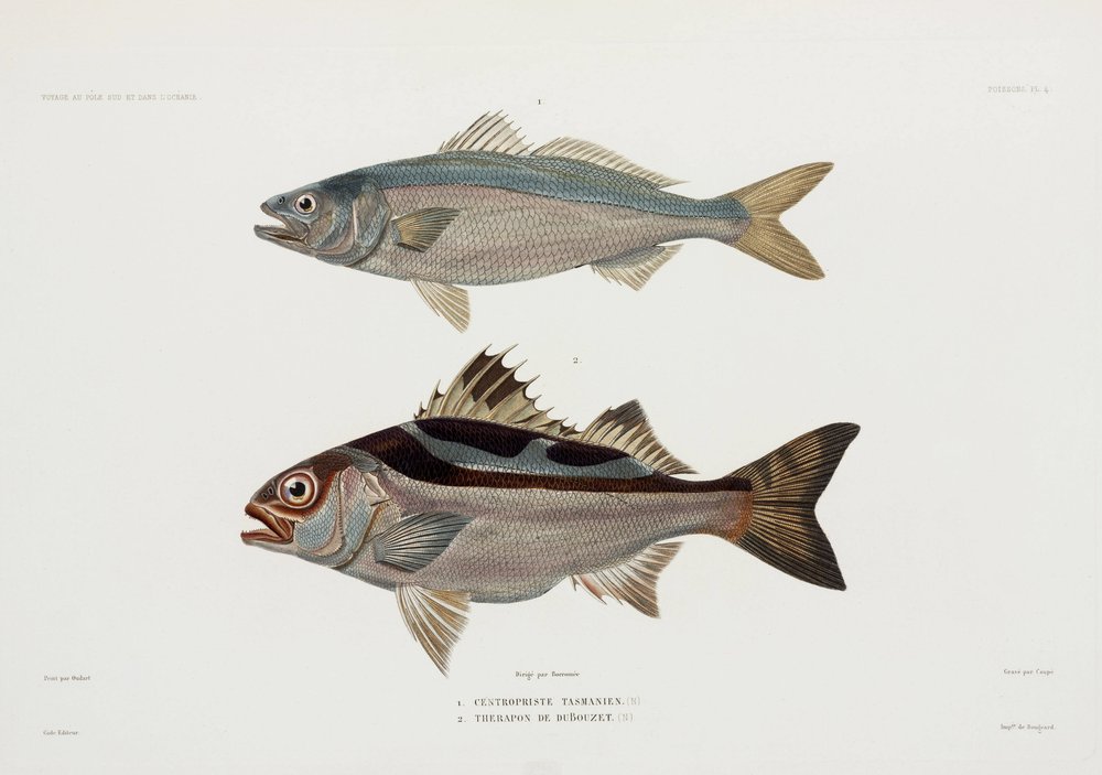 Two types of fish by John Pardon: Buy fine art print