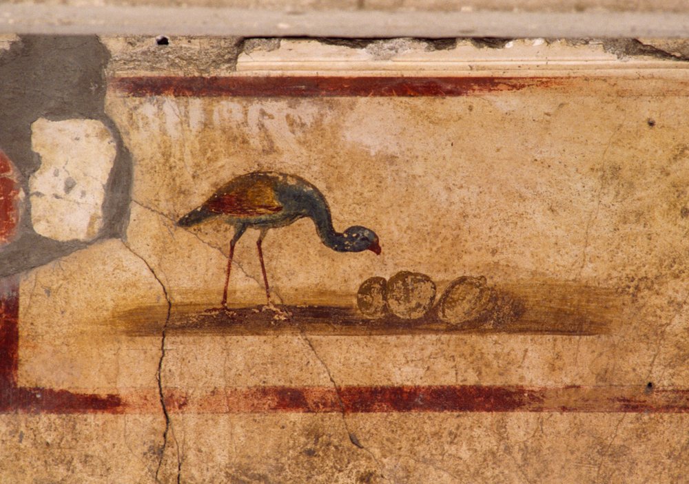 Fresco Depicting Bird from Peristylium in House of Caius Julius ...