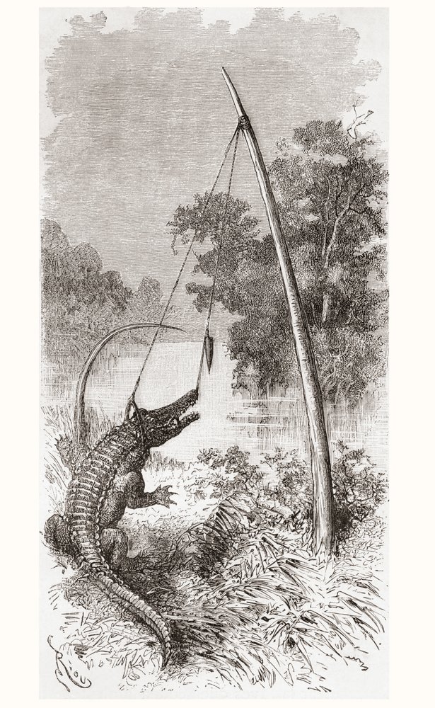 An Alligator Trap on the Oyapock River by Spanish School