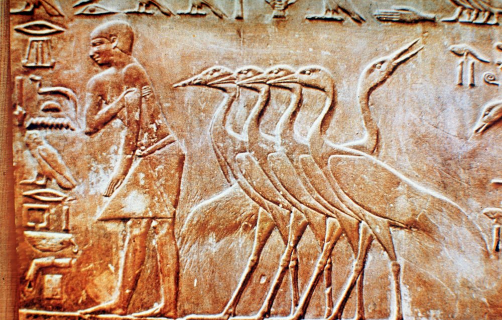 Geese, wall relief from the Tomb of Ptahhotep, Saqqara, Egypt