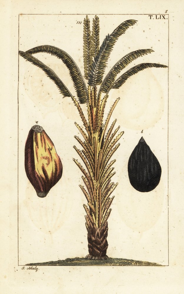 African Oil Palm Tree