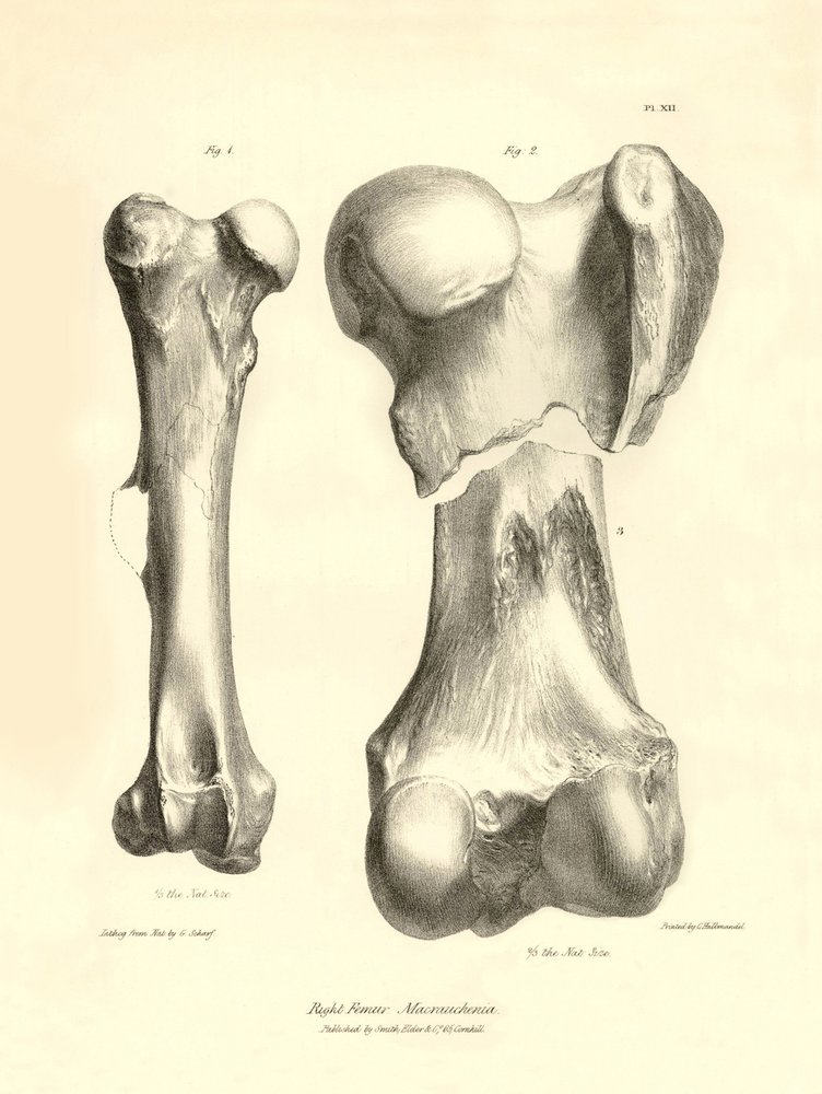 animal foot bones