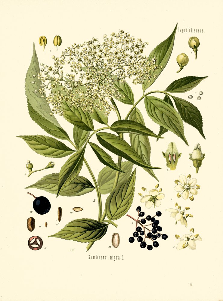 Elder Bore Tree by Unknown artist: Buy fine art print