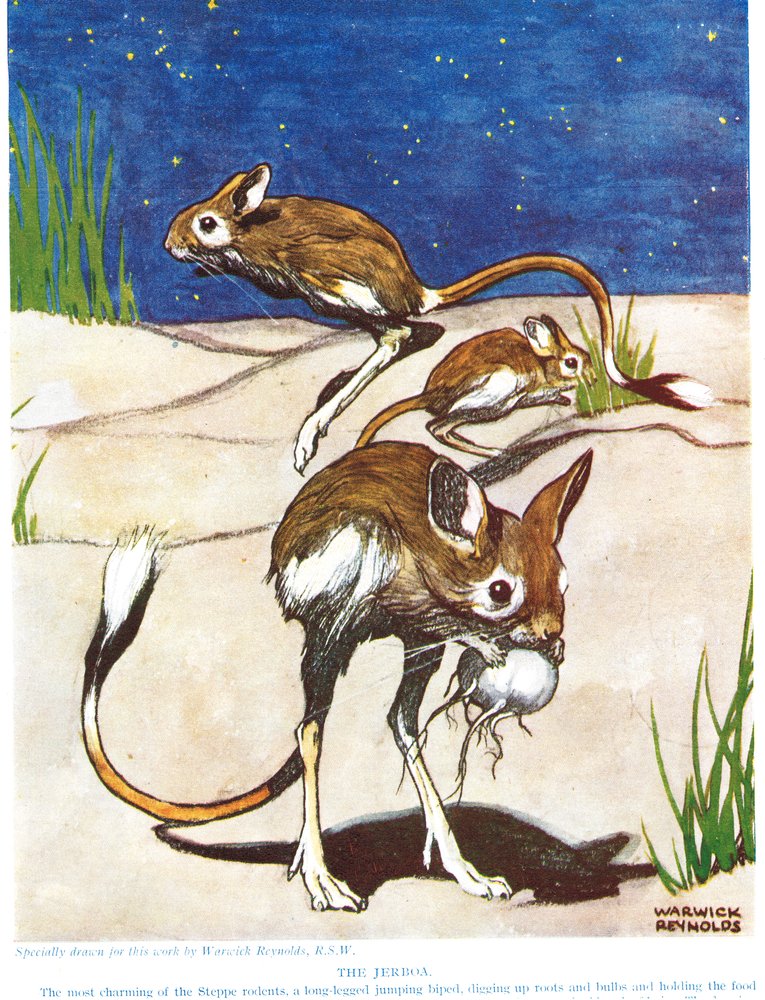 long eared jerboa jumping
