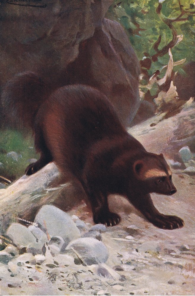 Glutton or Wolverine by Wilhelm Kuhnert: Fine art print