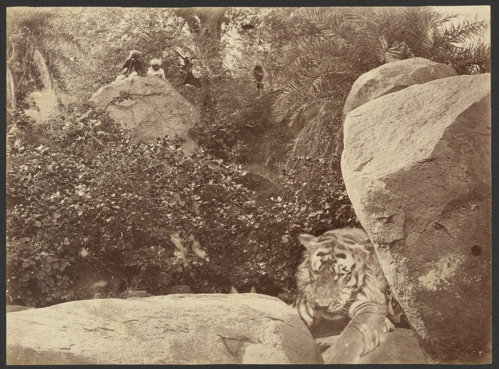 Tiger on Rocks by Willoughby Wallace Hooper