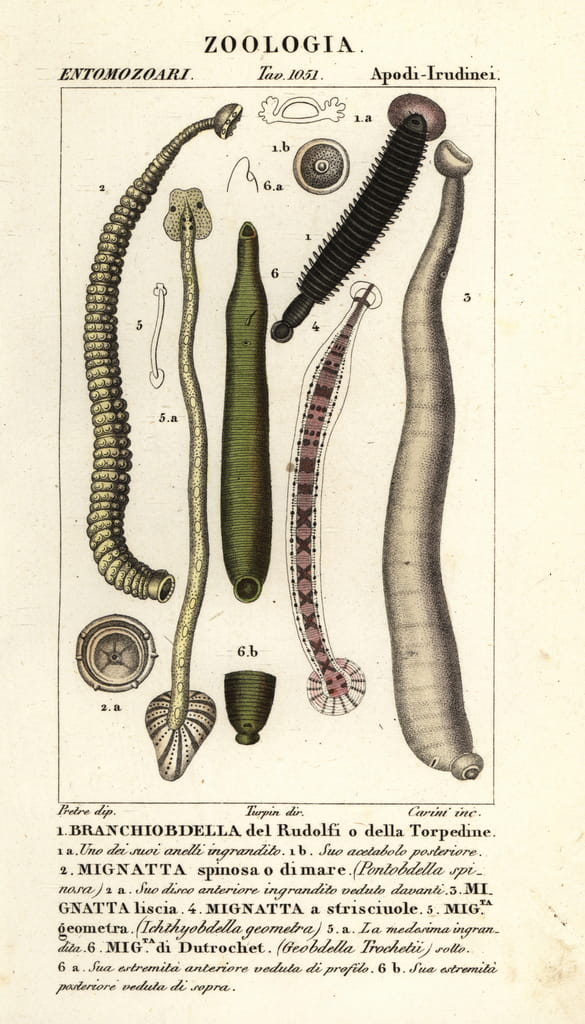 Leech Anatomy