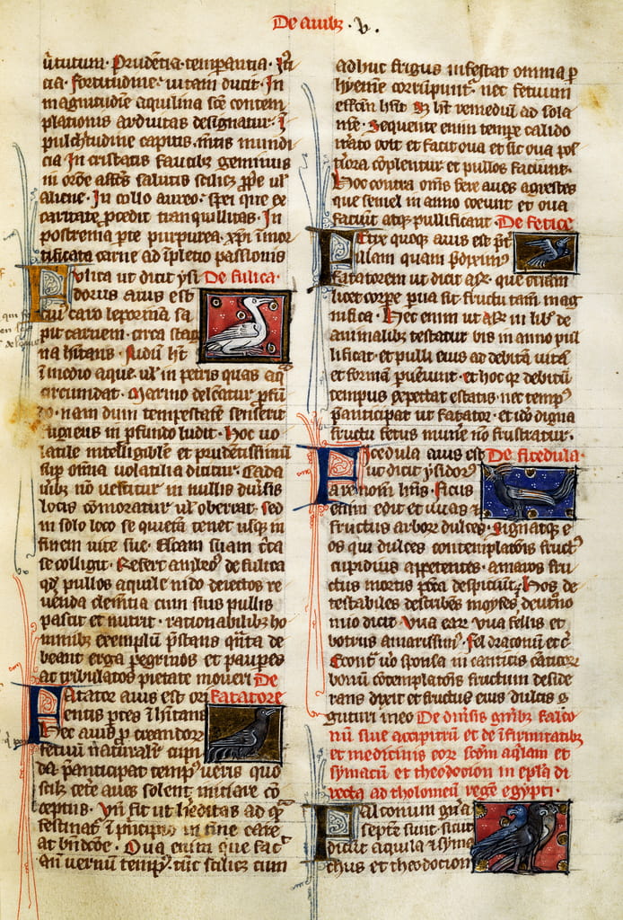 Albertus Magnus Book