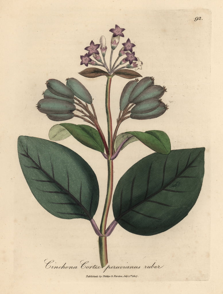 Cinchona Tree