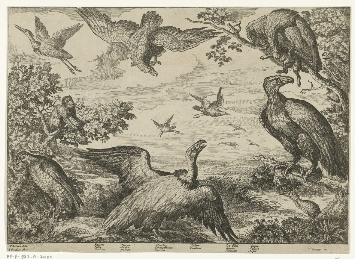 Various birds and a monkey by Jan Griffier (I)
