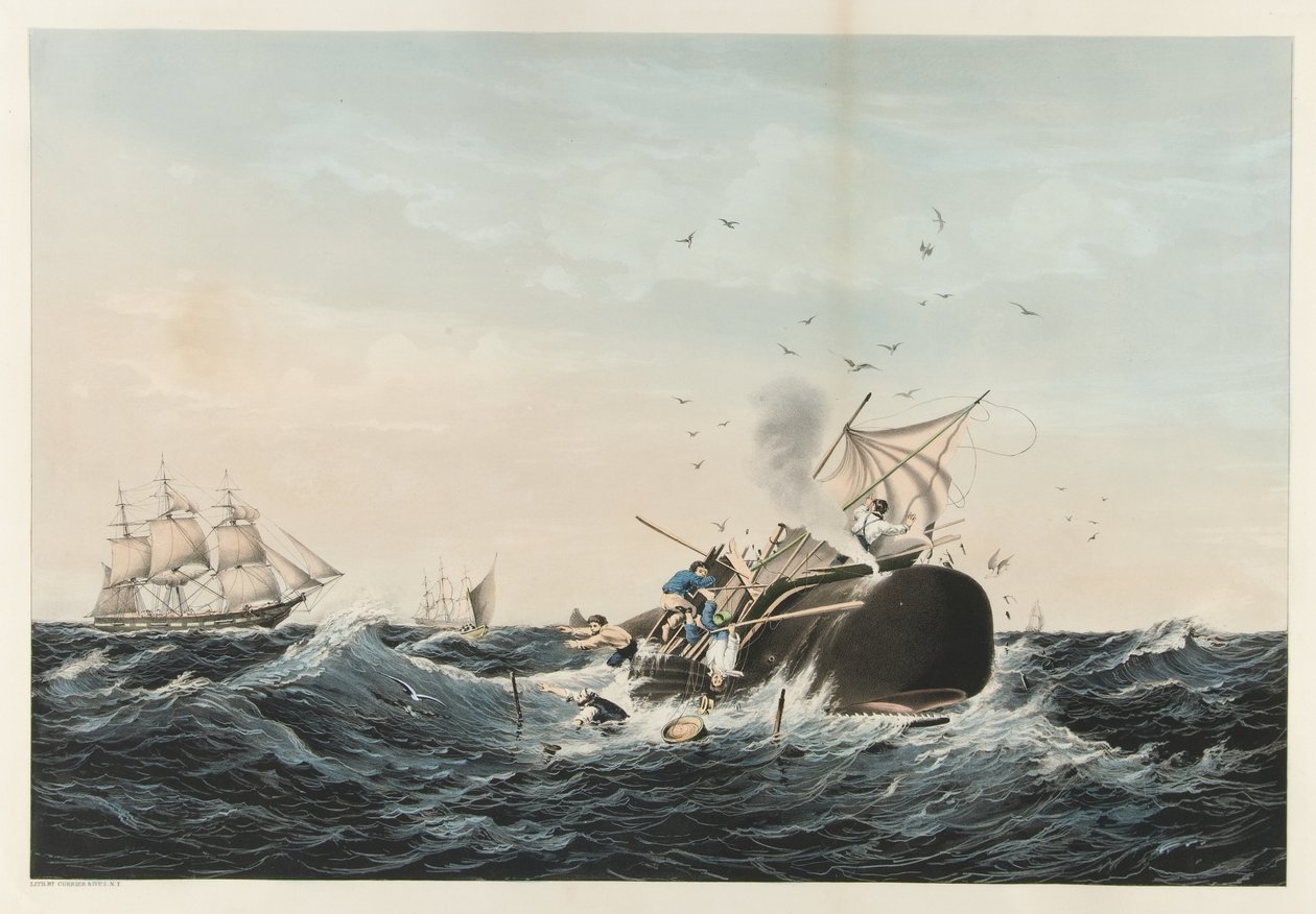 The Whale Fishery - The Sperm Whale 'In a Flurry' (pub. 1860)