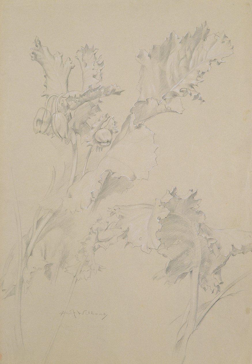Poppy Leaves by Albert Williams: Buy fine art print