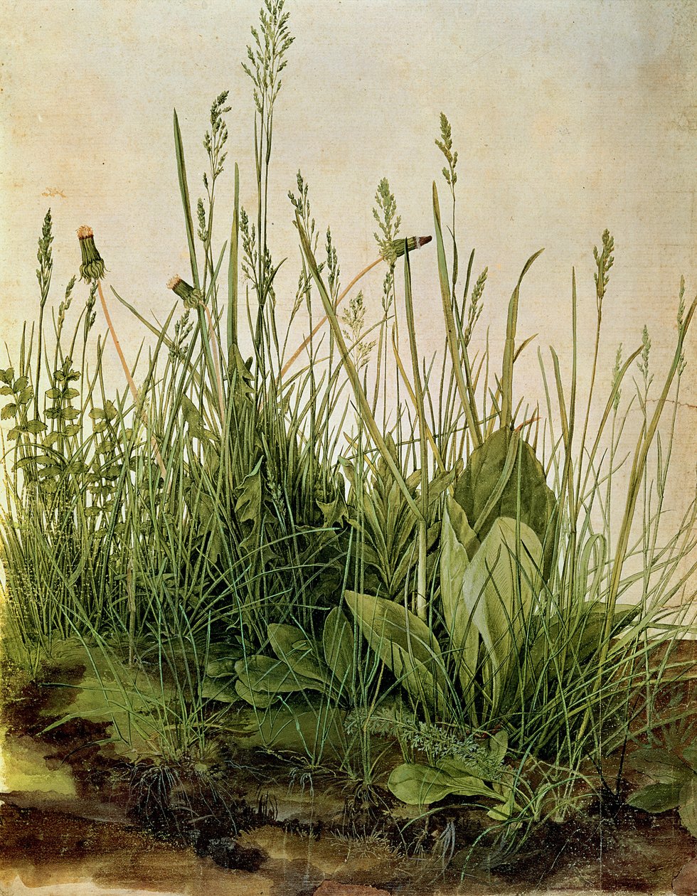 The Great Piece of Turf by Albrecht Dürer: Fine art print
