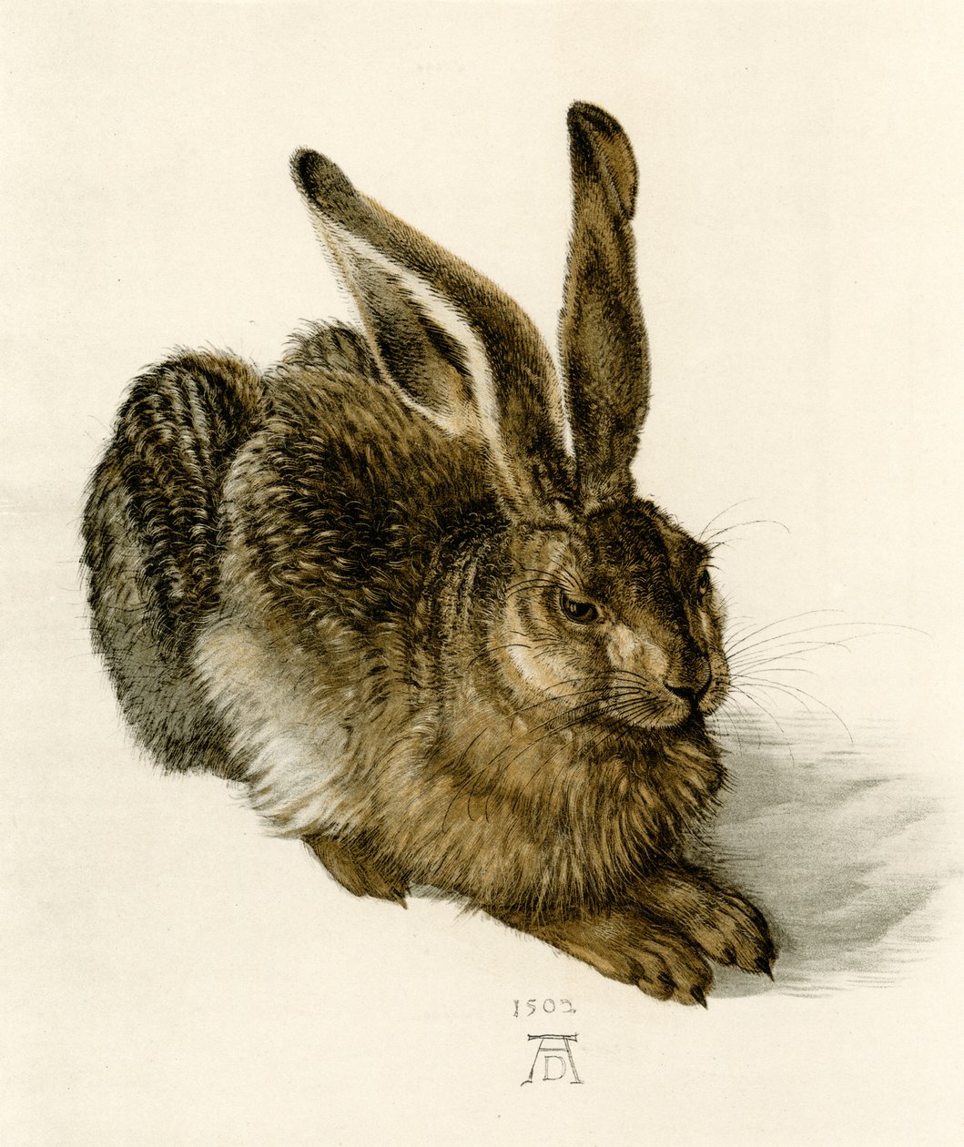 Young Hare by Albrecht Dürer: Buy fine art print
