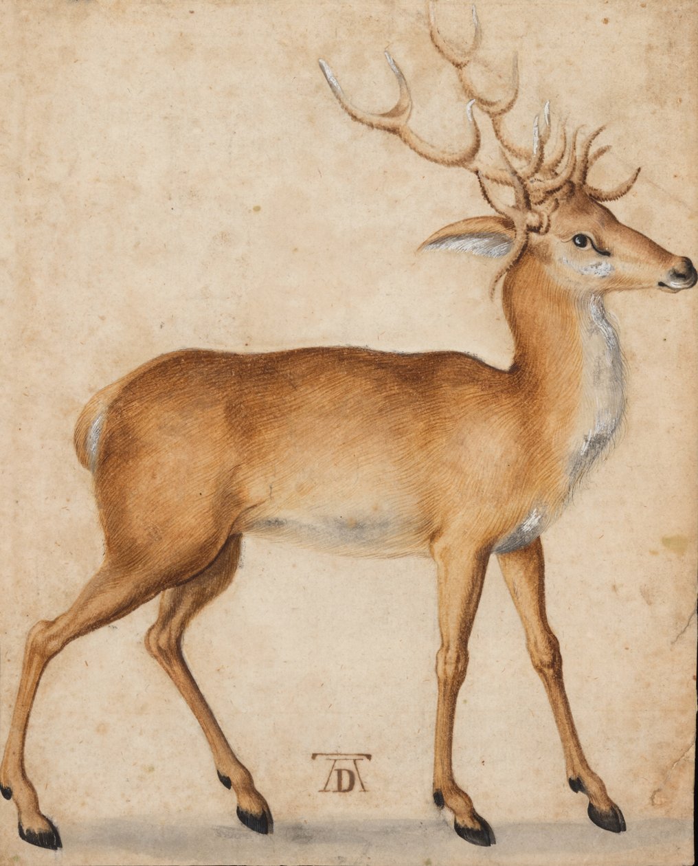 A Stag by Albrecht Dürer: Highest-quality art reproduction