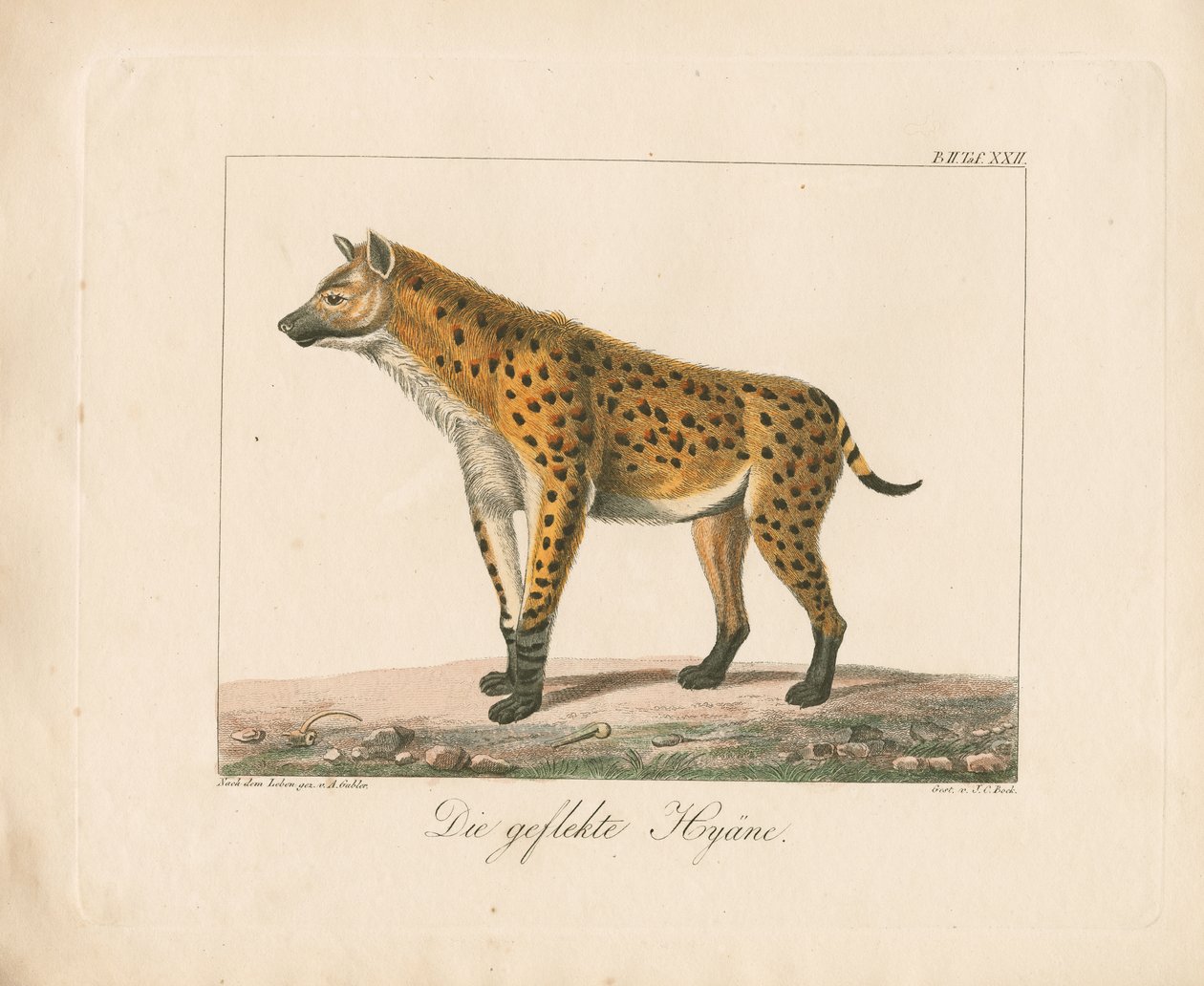 Spotted Hyena by Ambrosius Gabler: Premium art reproduction